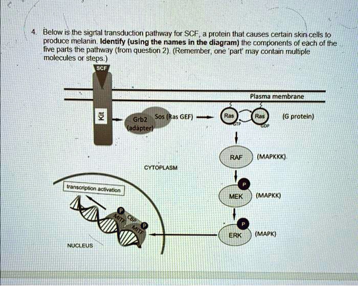 SOLVED: Cell Biology Note: The reference the question makes about "part ...