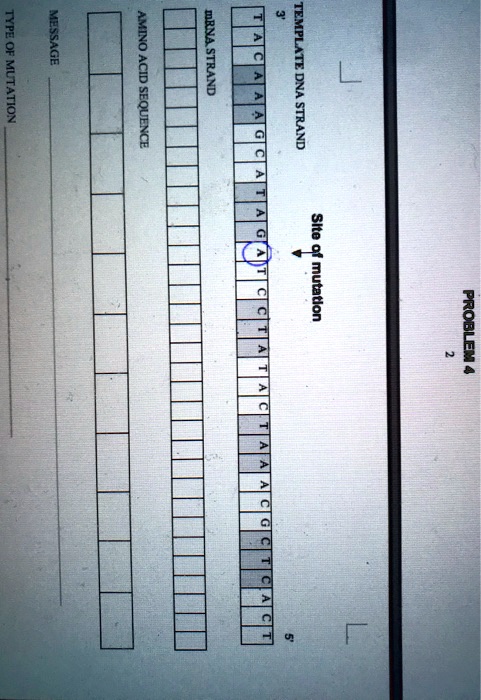 SOLVED: 1 MESSAGE AMINO ACID SEQUENCE mRNA STRAND MUTATION TEMPLATE DNA ...