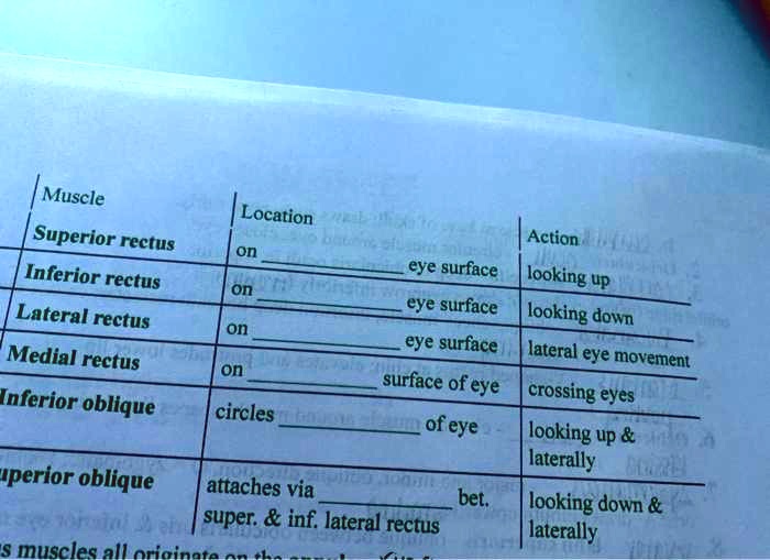 SOLVED: Muscle Location Superior rectus Inferior rectus Lateral rectus ...
