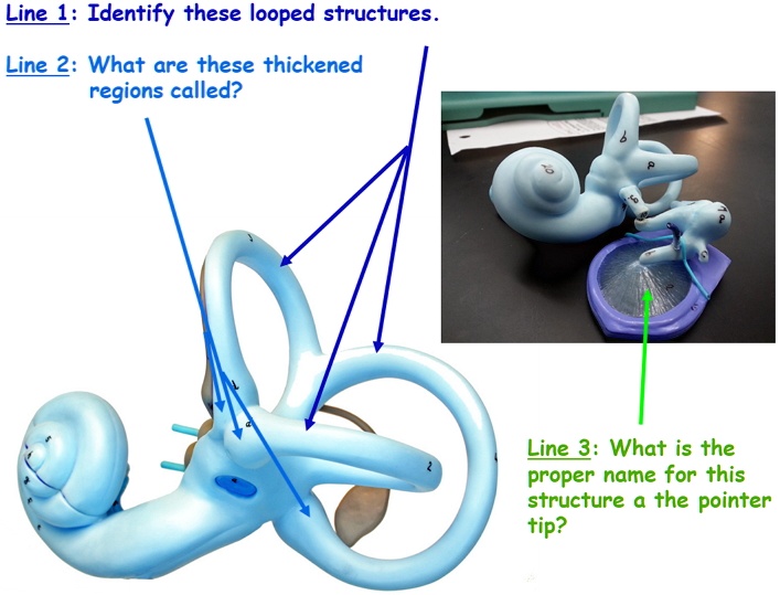 Line 1: Identify these looped structures. Line 2: What are these ...