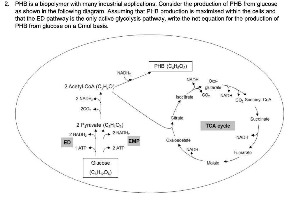 phb is a biopolymer with many industrial applications consider the ...