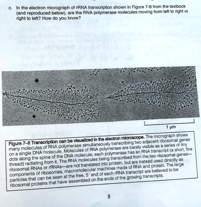 in the electron micrograph of rrna transcription shown in figure 7 8 ...