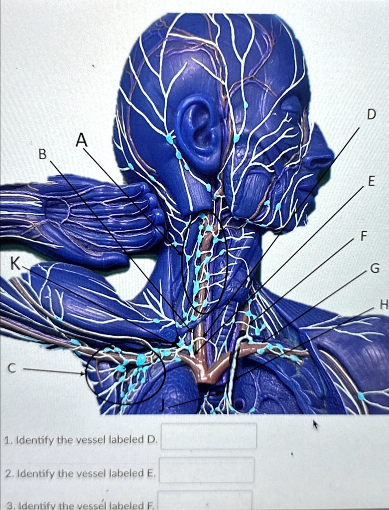 identify the vessel labeled d identify the vessel labeled e identify the vessel labeled f 47776
