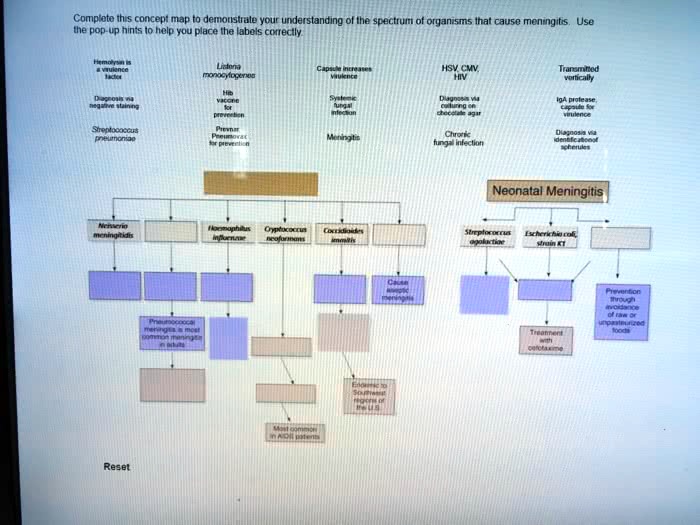 Complete this concept map to demonstrate your understanding of the spectrum of organisms that ...