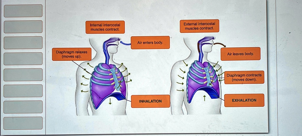 internal intercostal muscles contract external intercostal muscles ...