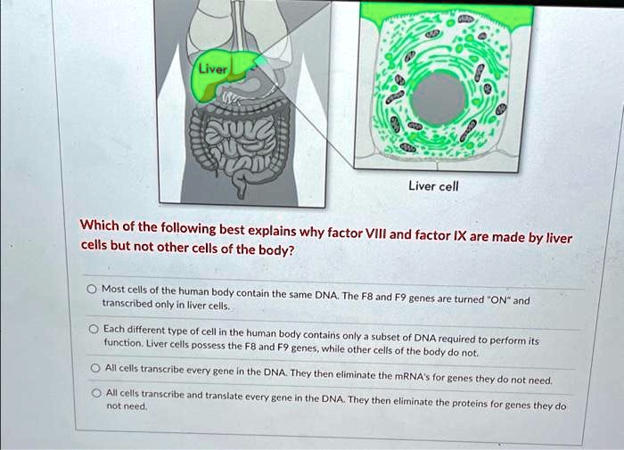 SOLVED: Liver cell Which of the following best explains why factor VIII and factor IX are made ...