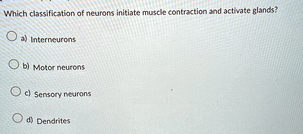 Which classification of neurons initiate muscle contraction and ...