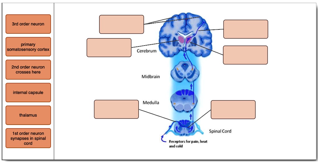 3rd order neuron primary somatosensory cortex Cerebrum 2nd order neuron ...