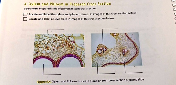 4. Xylem and Phloem in Prepared Cross Section Specimen: Prepared slide ...
