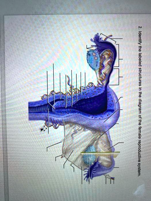 2. Identify the labeled structures in the diagram of the...