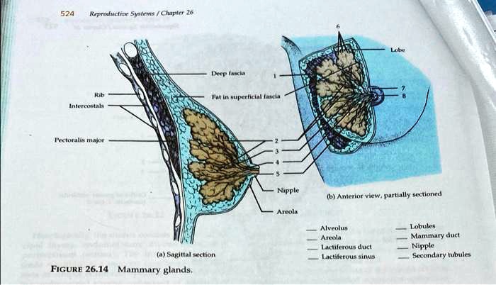 SOLVED: Reproductive Systems / Chapter 26 Deep fascia Rib Pat in superficial fascia Intercostals ...