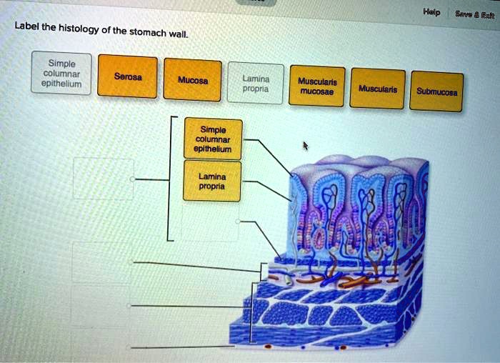 SOLVED: Label the histology of the stomach wall Simple columnar ...