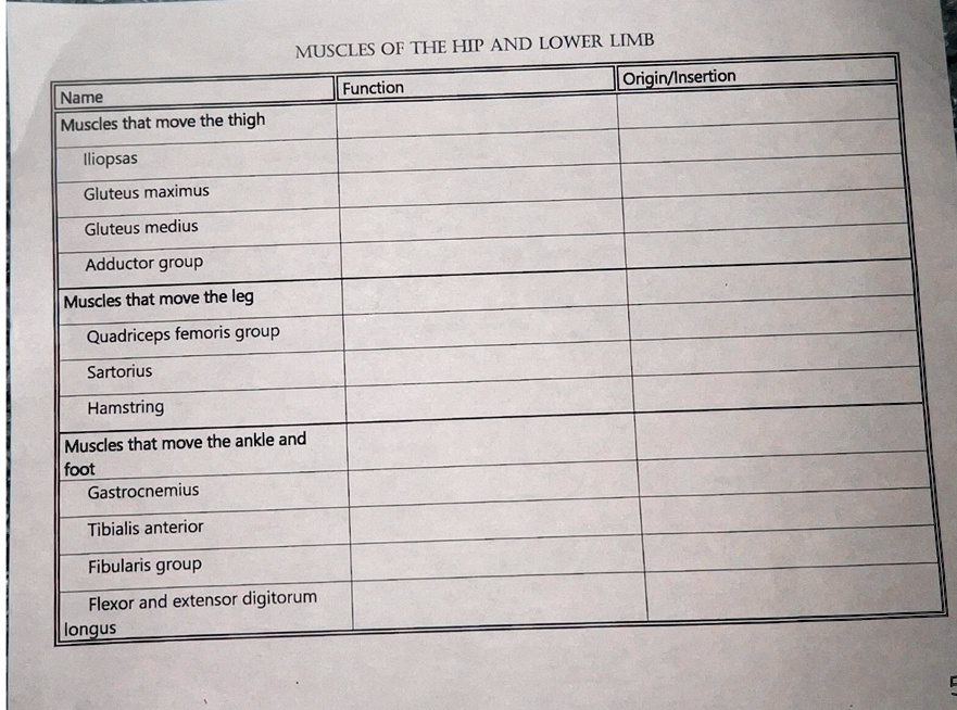 SOLVED: MUSCLES OF THE HIP AND LOWER LIMB: function, origin, insertion ...