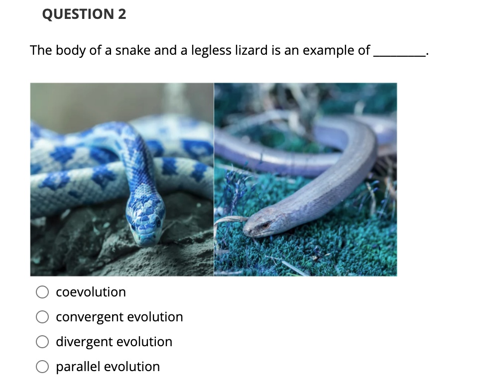 question 2 the body of a snake and a legless lizard is an example of ...