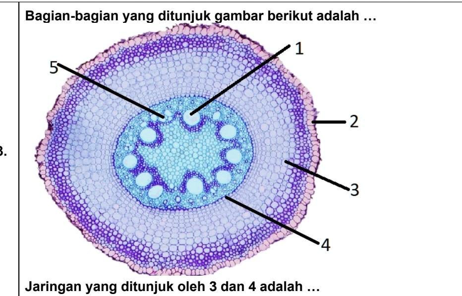 SOLVED: bagian-bagian yang ditunjuk oleh 3 dan 4 adalah.....A. empulur ...