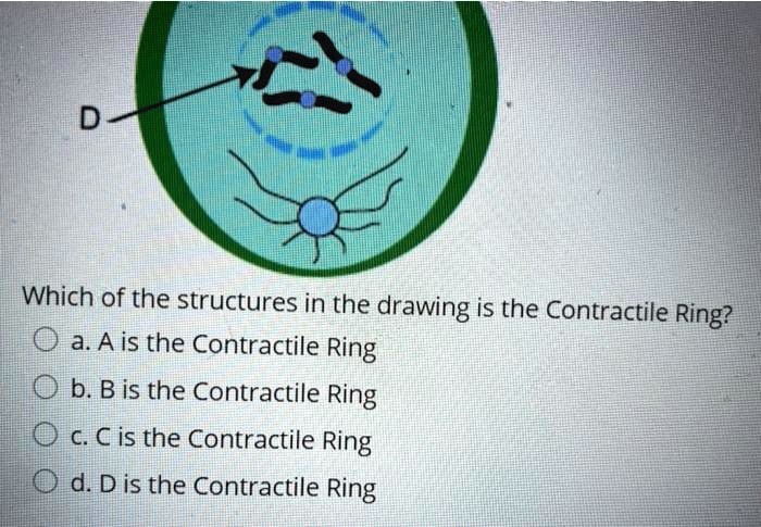 which of the structures in the drawing is the contractile ring o a ais ...