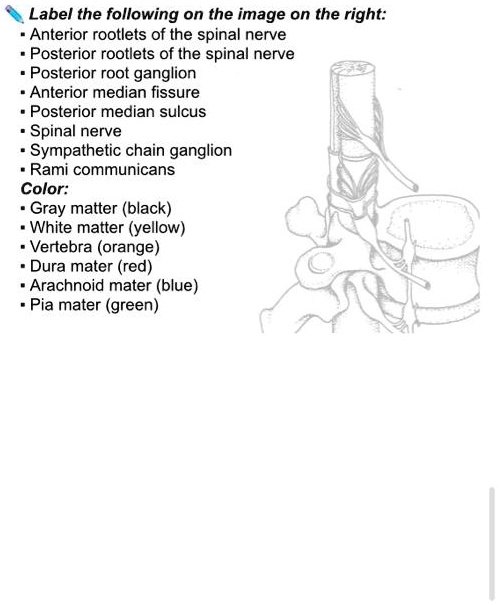 Label the following on the image on the right: • Anterior rootlets of ...