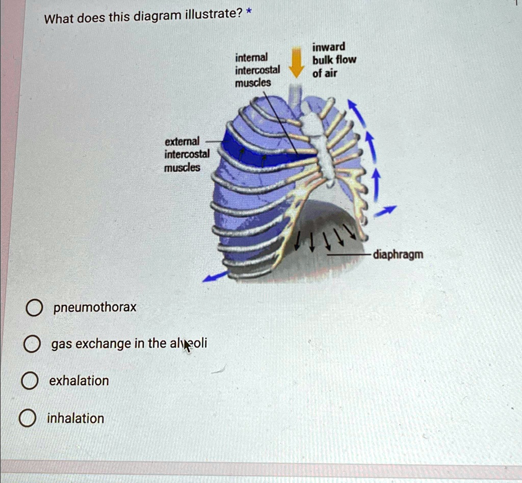 What does this diagram illustrate? * internal intercostal muscles ...