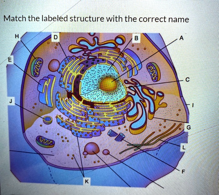 SOLVED: Match the labeled structure with the correct name