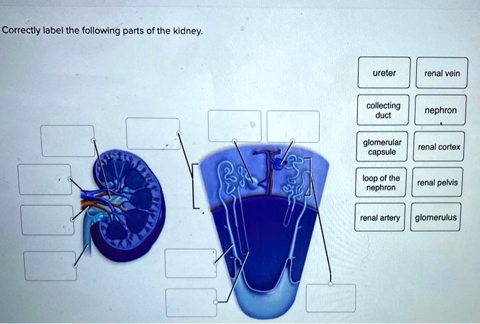 SOLVED: Correctly label the following parts of the kidney: uretor renal vein collecling duct ...