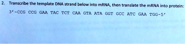 SOLVED: Transcribe the template DNA strand below into mRNA, then ...