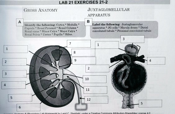 SOLVED: LAB 21 EXERCISES 21-2 GROSS ANATOMY JUXTAGLOMERULAR APPARATUS ...