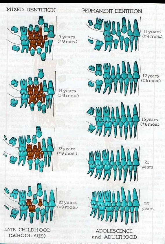 [GET ANSWER] MIXED DENTITION 7 years (±9 mos.) 8 years (±9 mos.) 9 ...