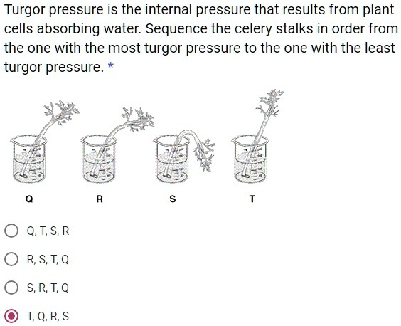 Turgor pressure is the internal pressure that results from plant cells ...