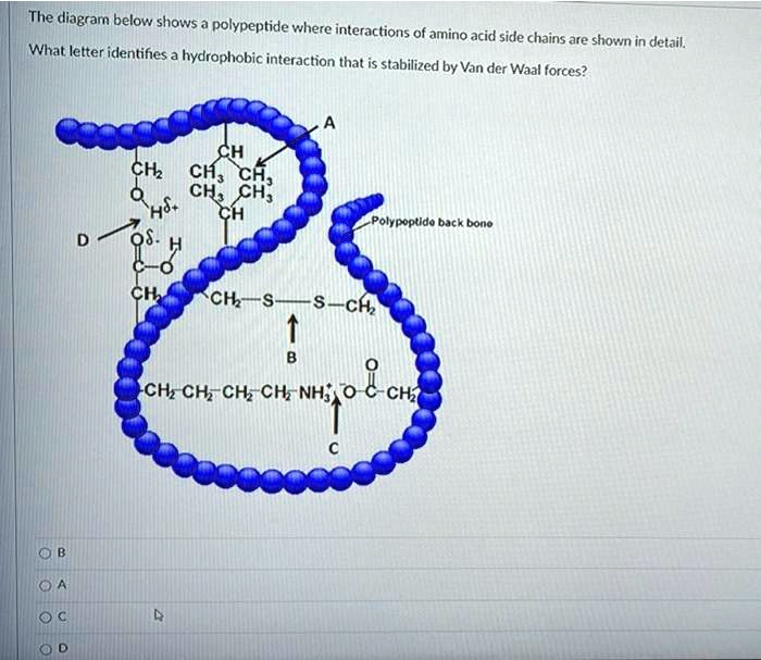 The diagram below shows a polypeptide where interactions of amino acid ...