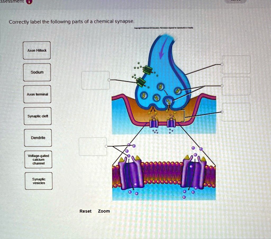 Correctly label the following parts of a chemical synapse. Axon Hillock ...