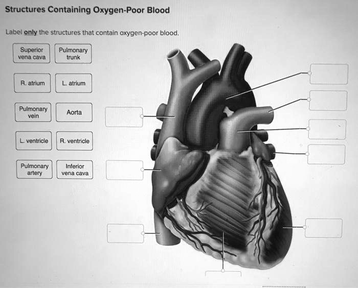 Structures Containing Oxygen-Poor Blood Label only the structures that ...