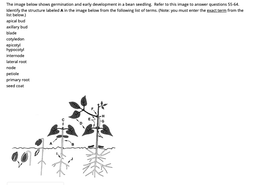 Solved The Image Below Shows Germination And Early Development In A