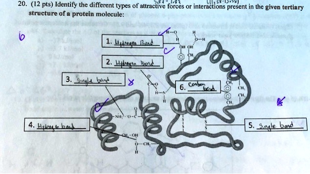 SOLVED: Text: (12 pts) Identify the different types of attractive ...