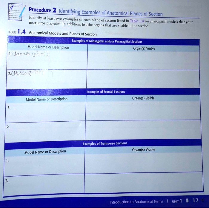 SOLVED: Procedure 2: Identifying Examples of Anatomical Planes of ...