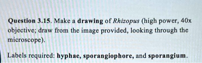 SOLVED: Question 3.15: Make a drawing of Rhizopus (high power, 40x ...