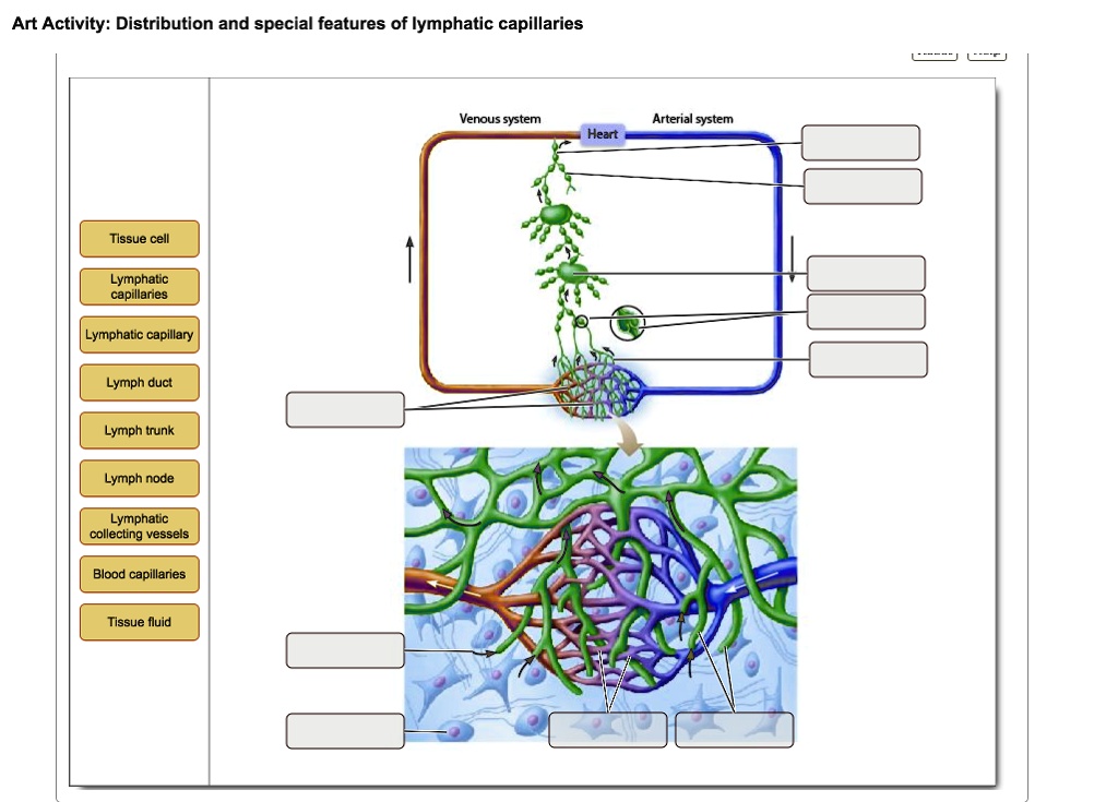 SOLVED: Drag each label to the appropriate location to identify the lymphatic and blood vascular ...