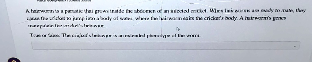 A hairworm is a parasite that grows inside the abdomen of an infected ...