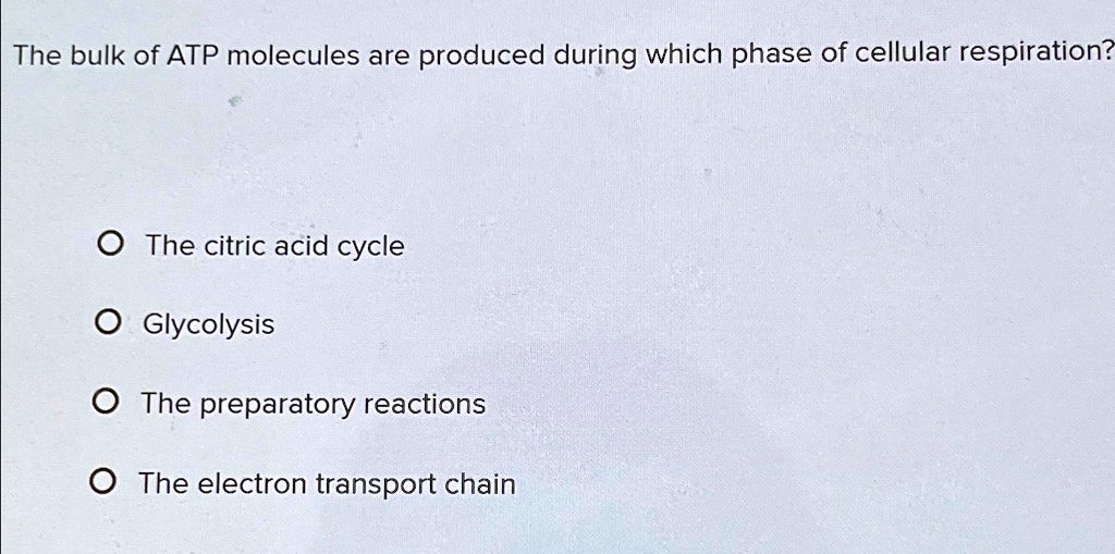 SOLVED: The bulk of ATP molecules are produced during which phase of ...
