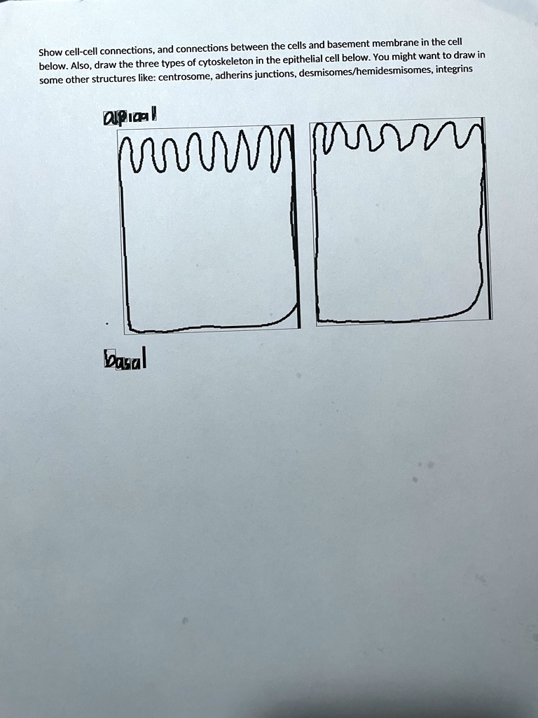 Show cell-cell connections, and connections between the cells and ...