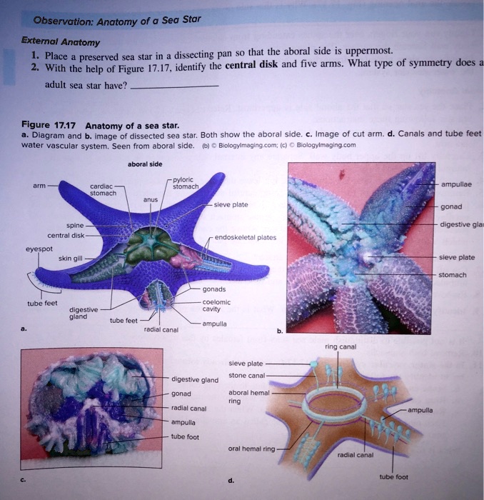 SOLVED: Observation: Anatomy of Sea Star External Anatomy 1: Place ...
