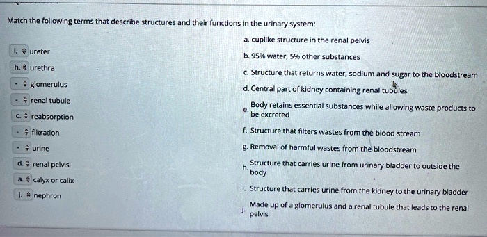 Match the following terms that describe structures and their functions in the urinary system: i ...