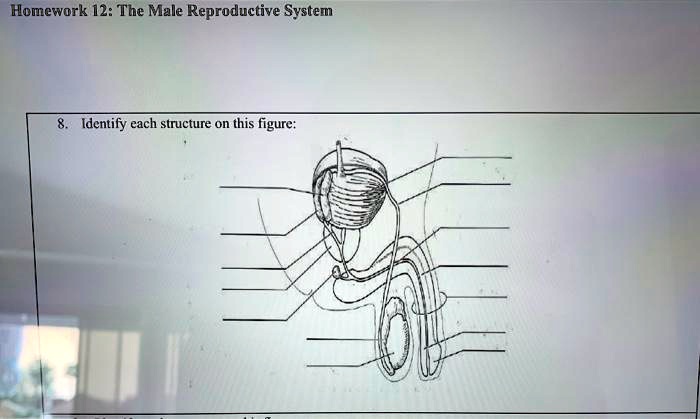 Homework 12: The Male Reproductive System Identify each structure on ...