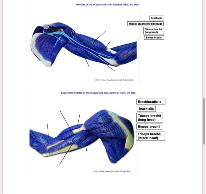 SOLVED: Muscles of the scapula and arm, anterior view, left side ...