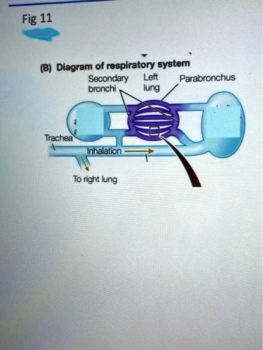 SOLVED: (B) Diagram of respiratory system: Secondary Left Parabronchus ...