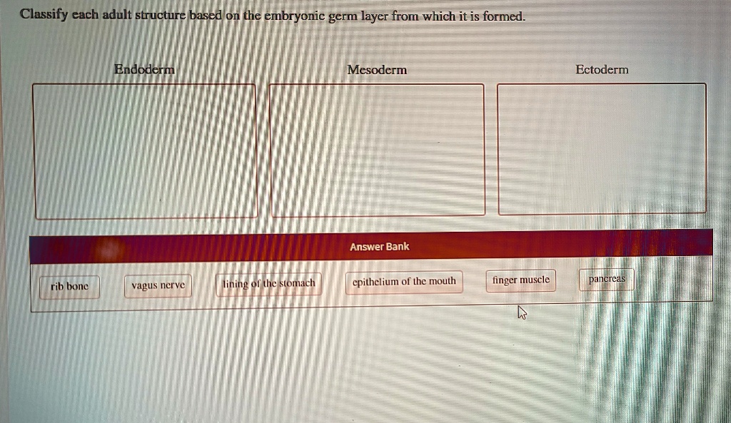 SOLVED: Classify cach adult structure based on the embryonic germ layer ...