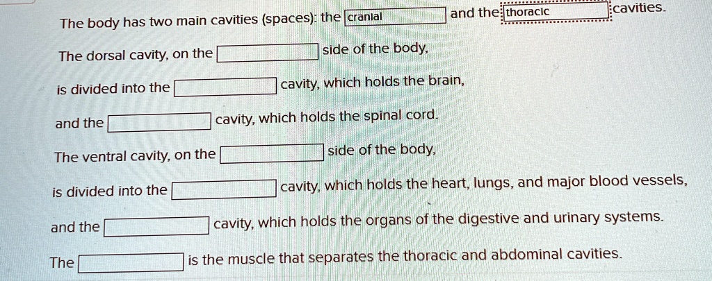 the body has two main cavities spaces the cranial and the thoracic ...