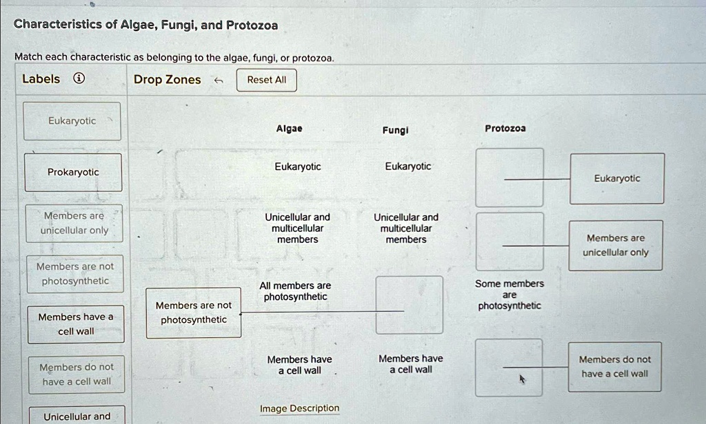 Characteristics of Algae, Fungi, and Protozoa Match each characteristic ...