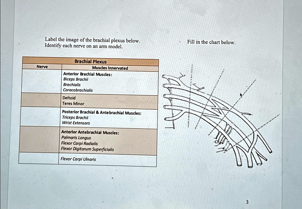 Label the image of the brachial plexus below. Identify each nerve on an ...