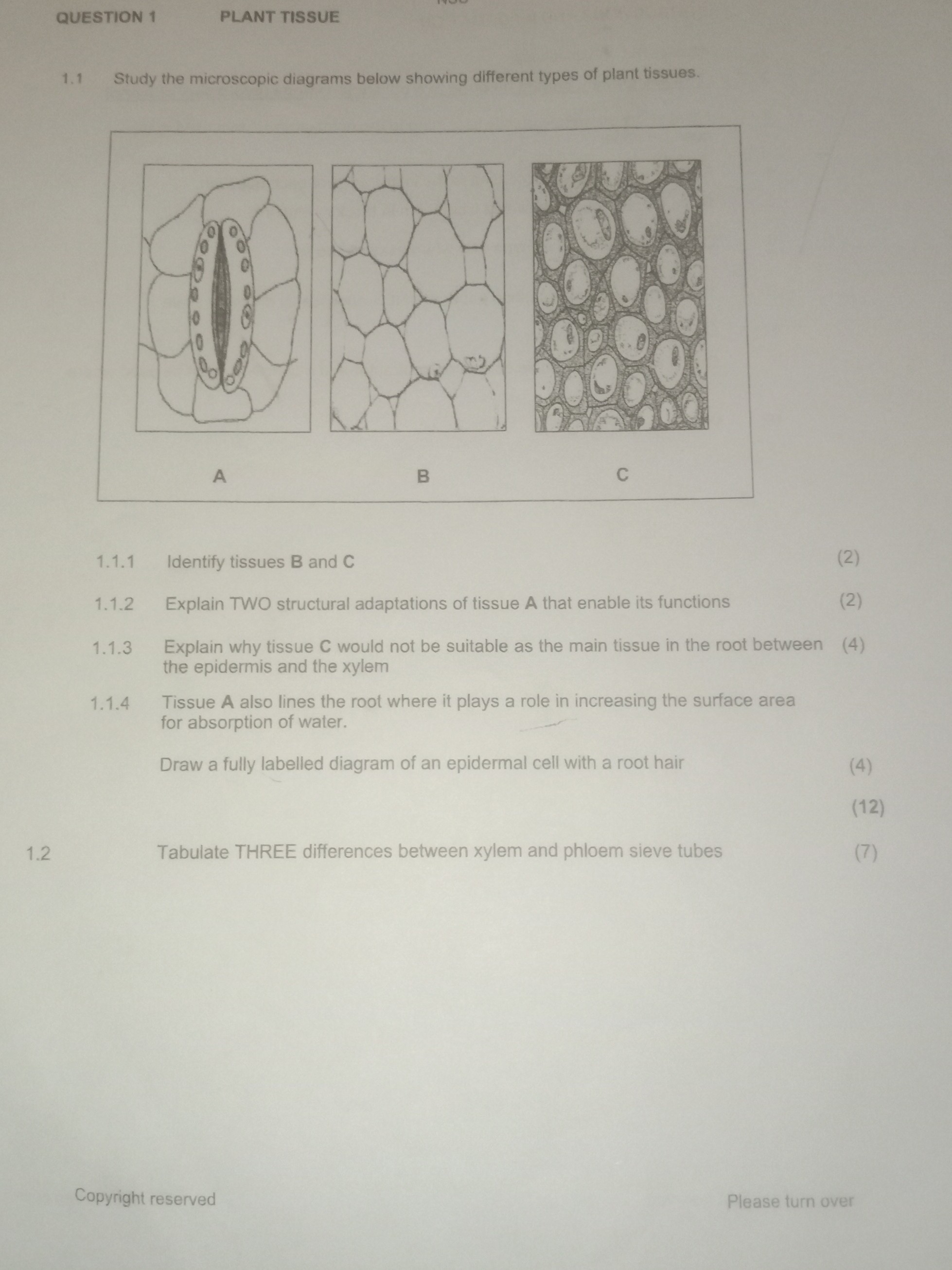 QUESTION 1 PLANT TISSUE 1.1 Study the microscopic diagrams below ...