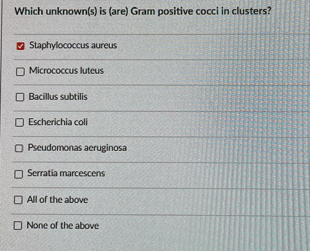 which unknowns is are gram positive cocci in clusters staphylococcus ...